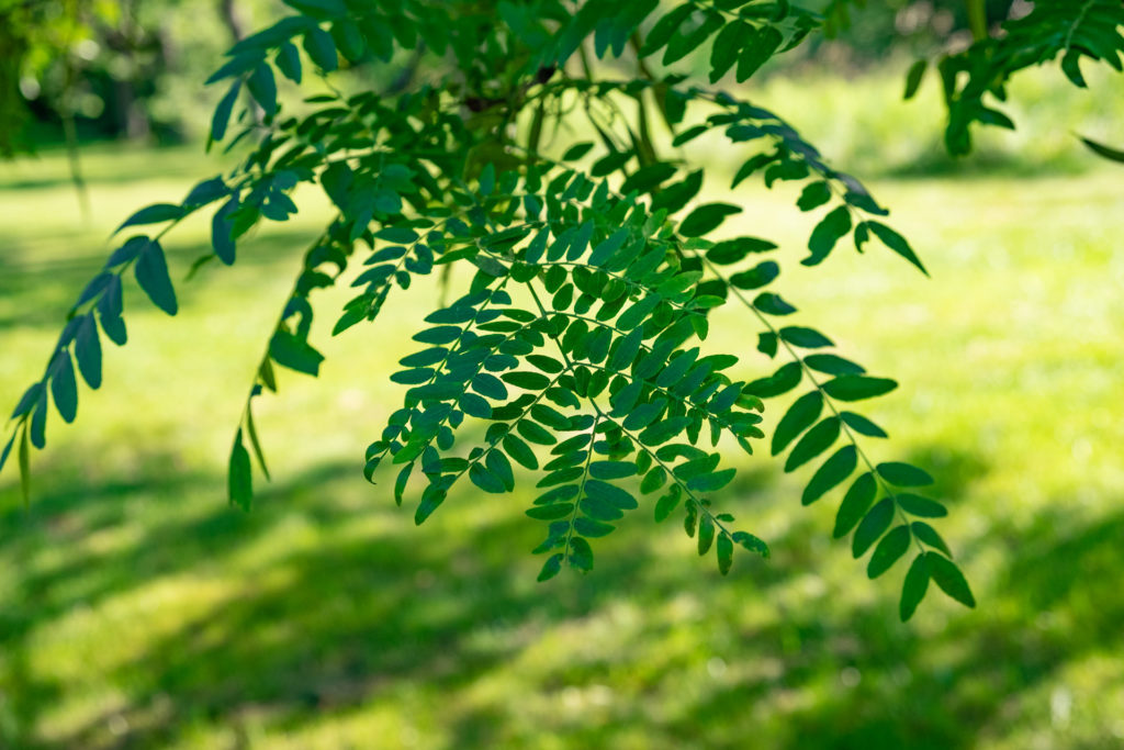 Finding Home - How To Draw A Tree